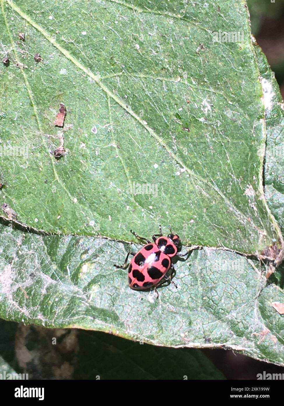 Spotted Pink Lady Beetle (Coleomegilla maculata) Insecta Stock Photo ...