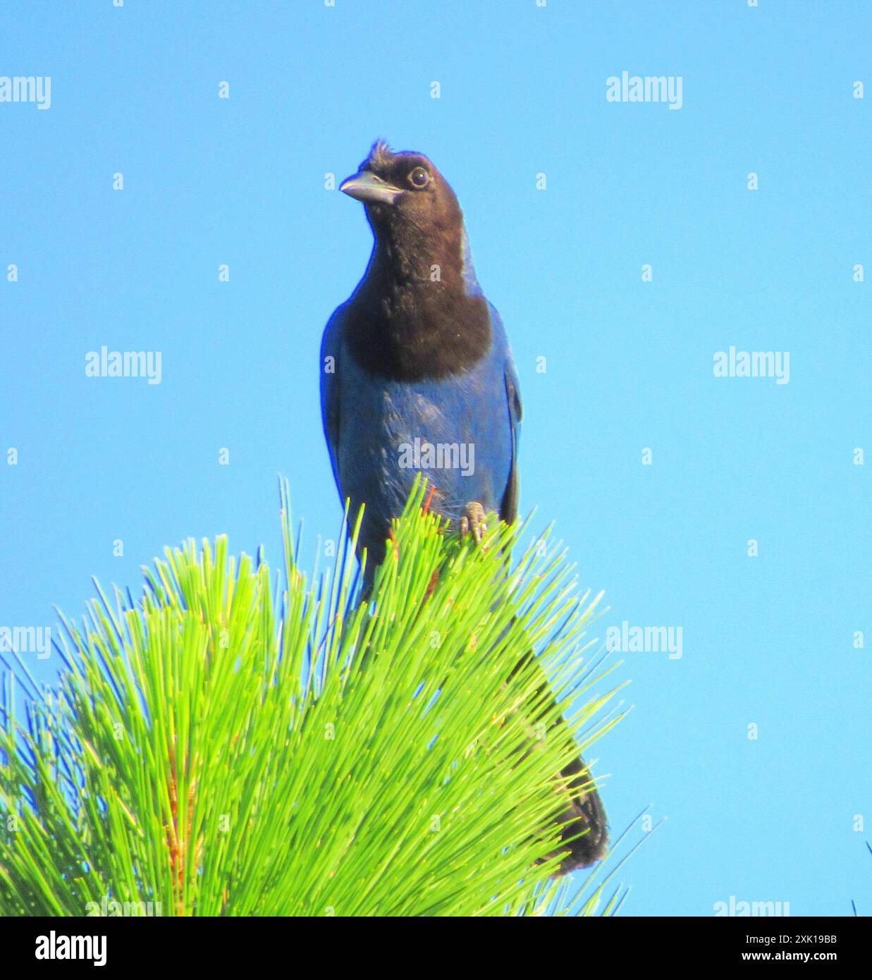 Azure Jay (Cyanocorax caeruleus) Aves Stock Photo - Alamy