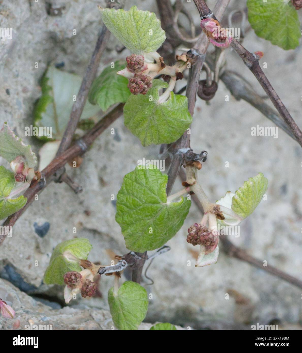 mustang grape (Vitis mustangensis) Plantae Stock Photo - Alamy