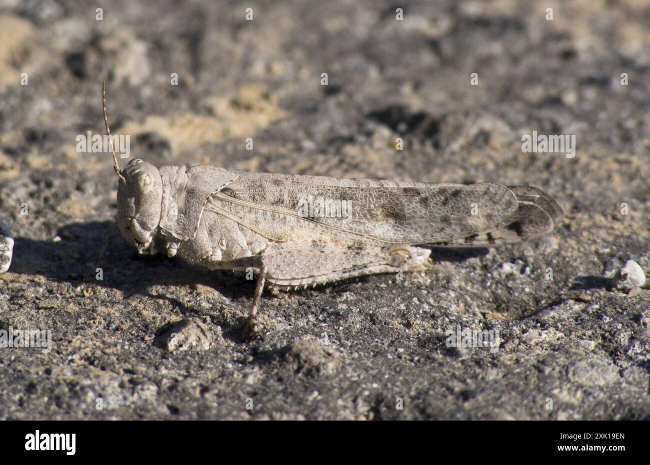 Carolina Grasshopper (Dissosteira carolina) Insecta Stock Photo - Alamy