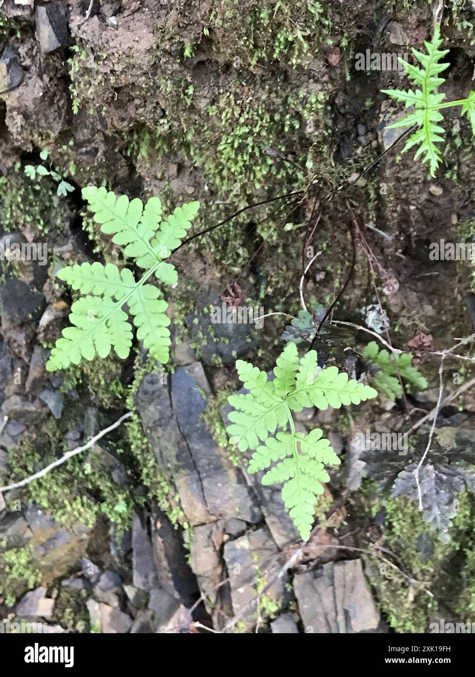 goldback fern (Pentagramma triangularis) Plantae Stock Photo - Alamy