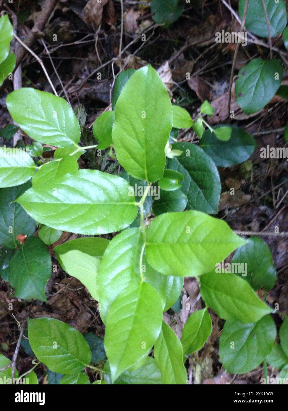salal (Gaultheria shallon) Plantae Stock Photo - Alamy