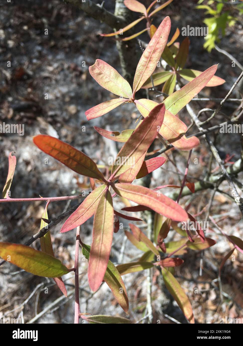 bluejack oak (Quercus incana) Plantae Stock Photo - Alamy