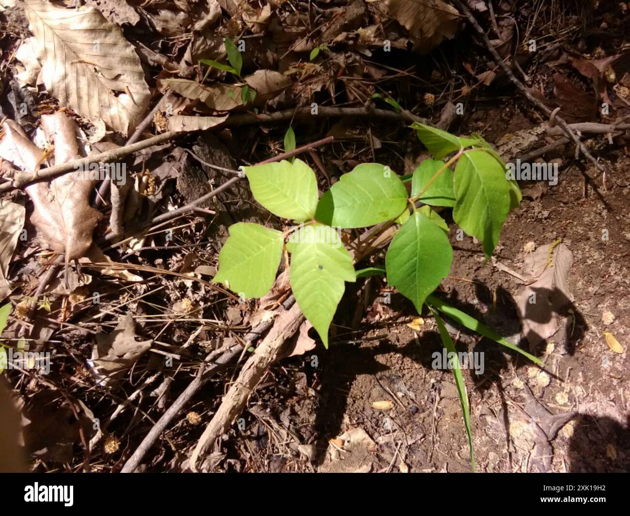 eastern poison ivy (Toxicodendron radicans) Plantae Stock Photo - Alamy