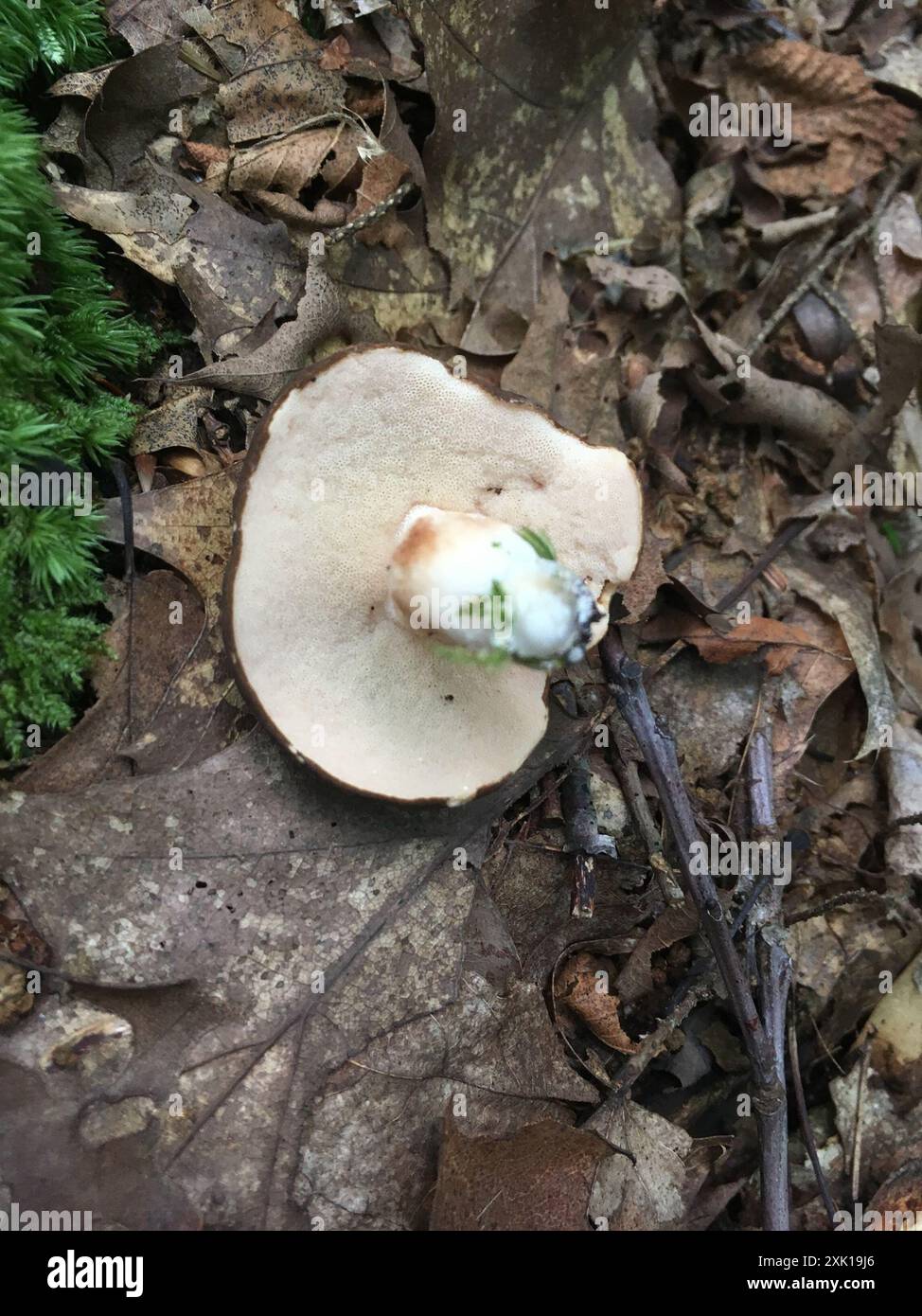 spotted bolete (Xanthoconium affine) Fungi Stock Photo - Alamy