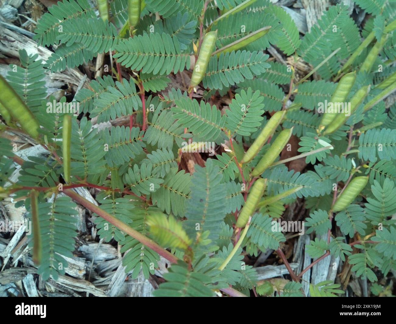 sensitive pea (Chamaecrista nictitans) Plantae Stock Photo - Alamy