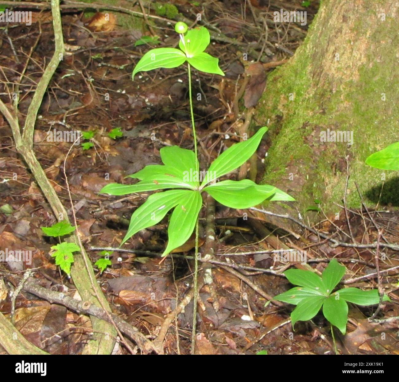 Cucumber Root (Medeola virginiana) Plantae Stock Photo - Alamy