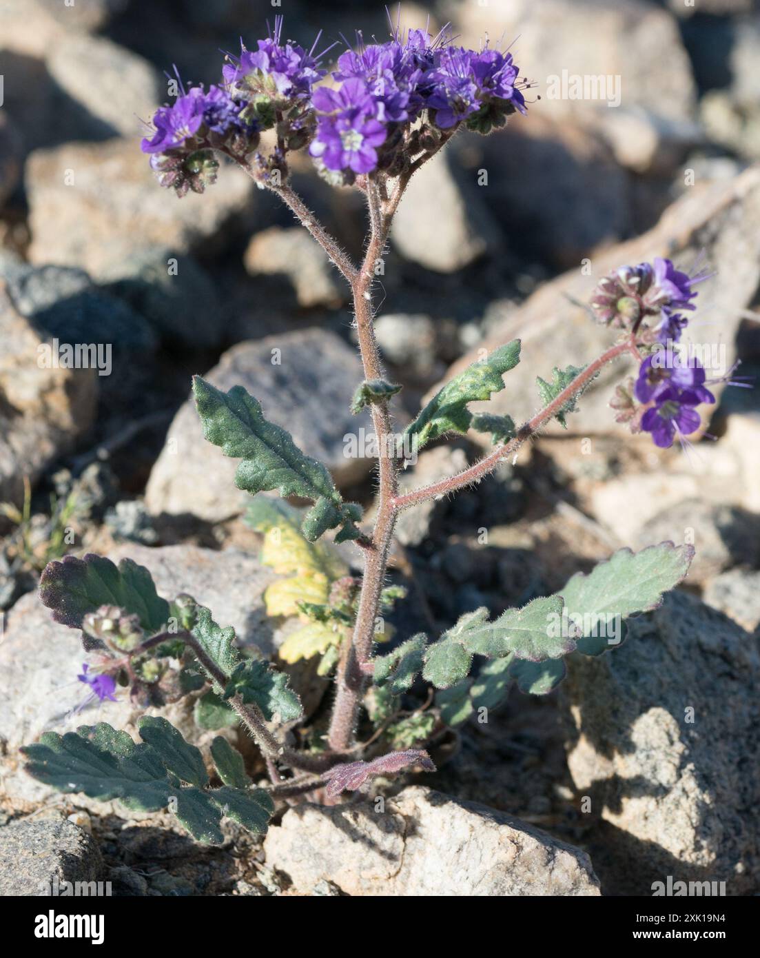 Notch-leaf Scorpionweed (Phacelia crenulata) Plantae Stock Photo - Alamy