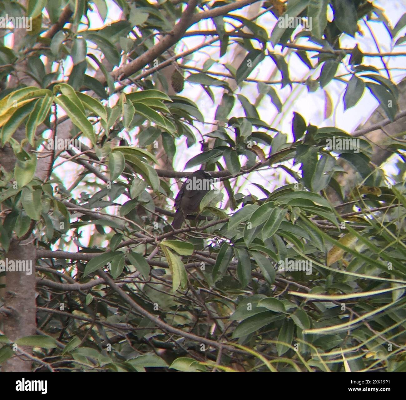 Cinnamon-bellied Saltator (Saltator grandis) Aves Stock Photo - Alamy