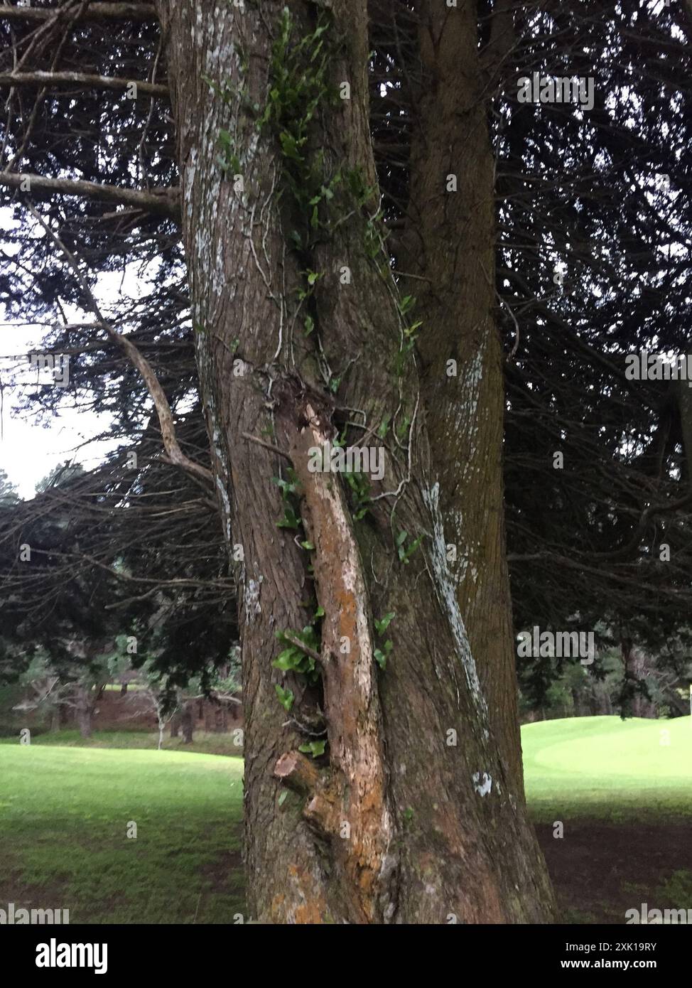 Kangaroo Fern (Microsorum pustulatum pustulatum) Plantae Stock Photo ...