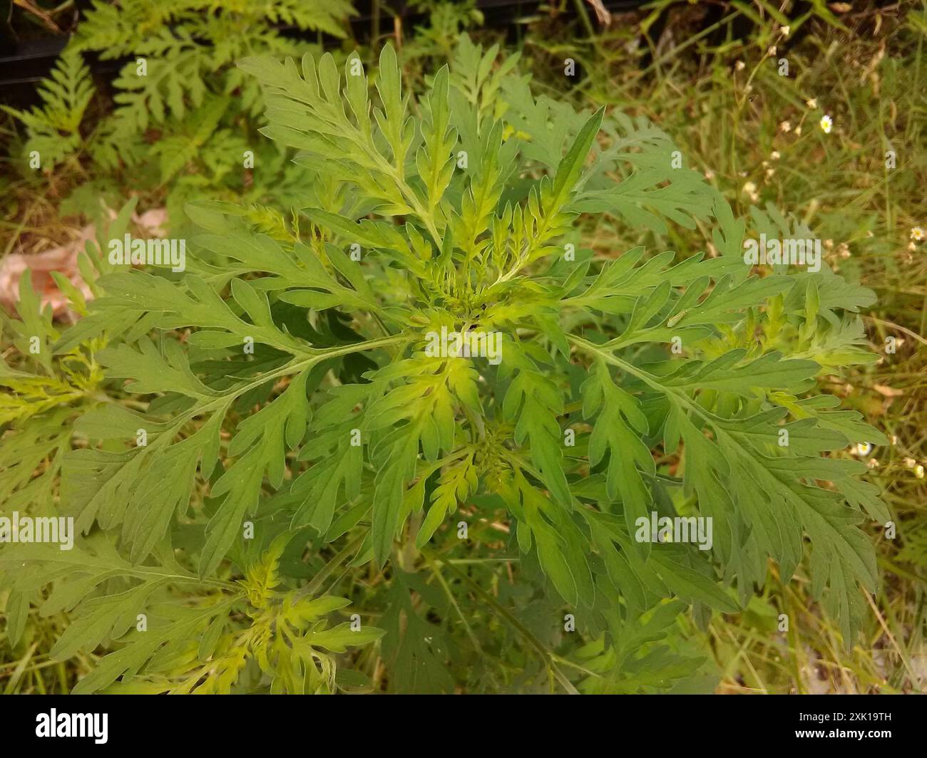 common ragweed (Ambrosia artemisiifolia) Plantae Stock Photo - Alamy