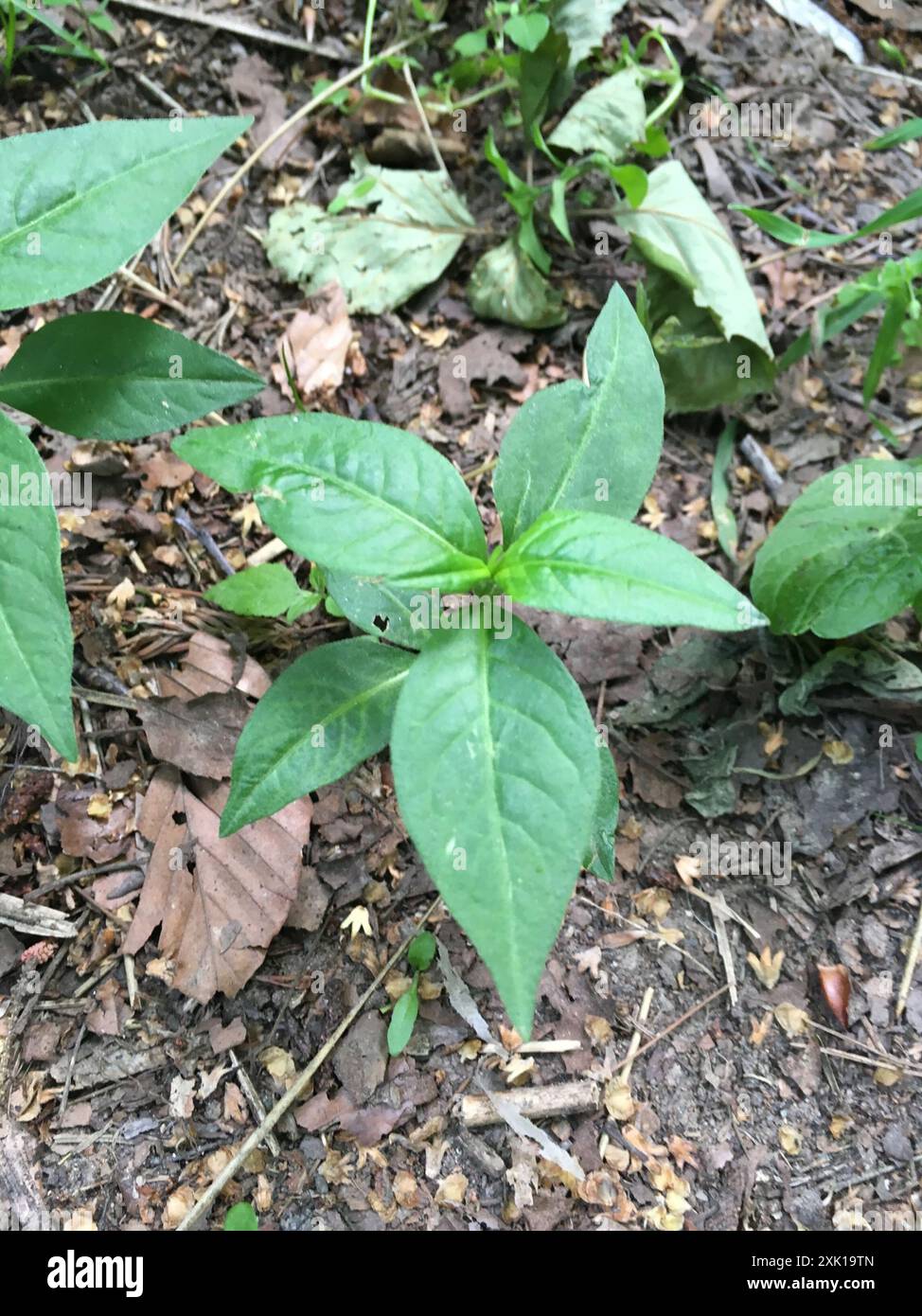 low smartweed (Persicaria longiseta) Plantae Stock Photo - Alamy
