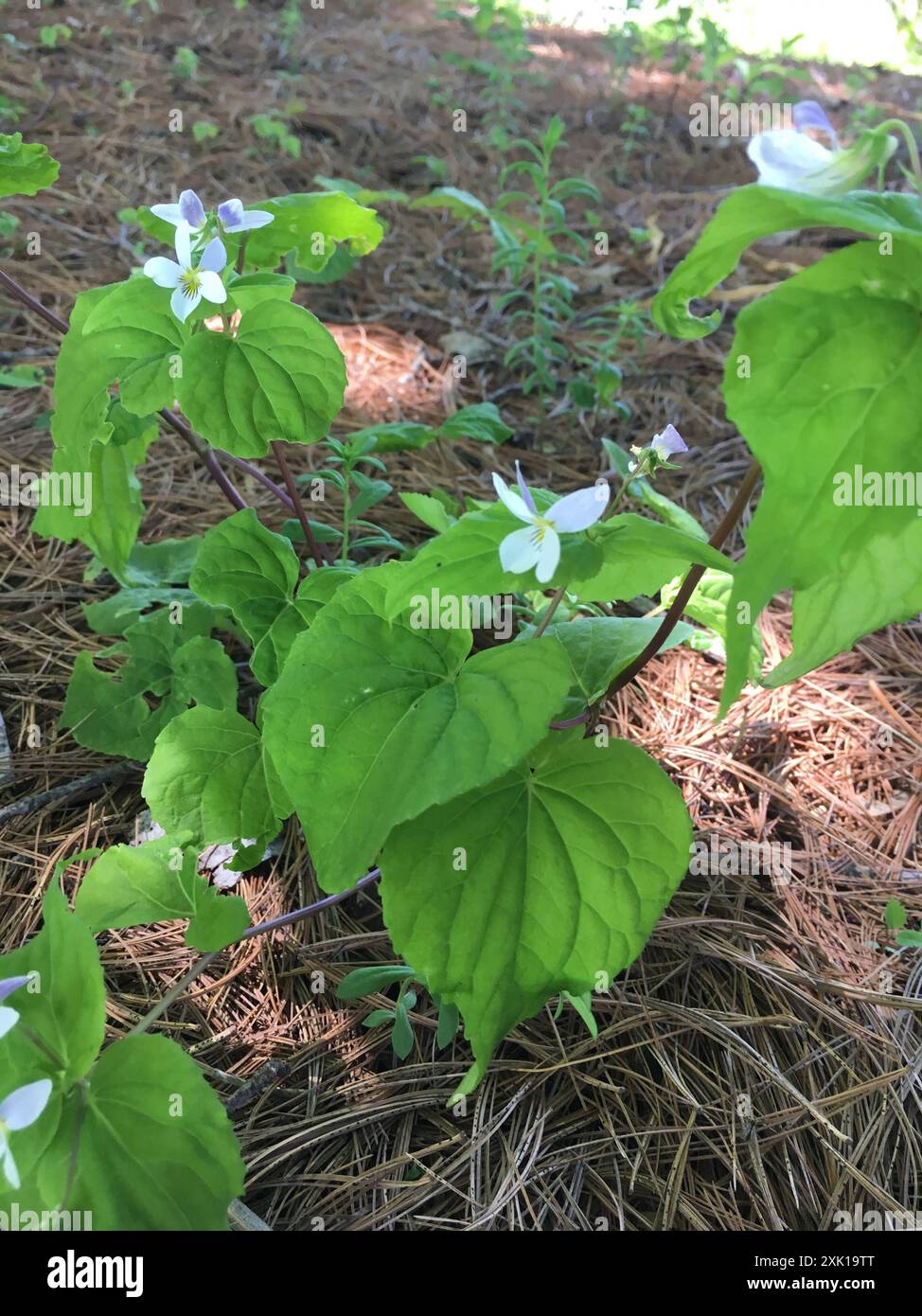 Canada Violet (Viola canadensis) Plantae Stock Photo - Alamy