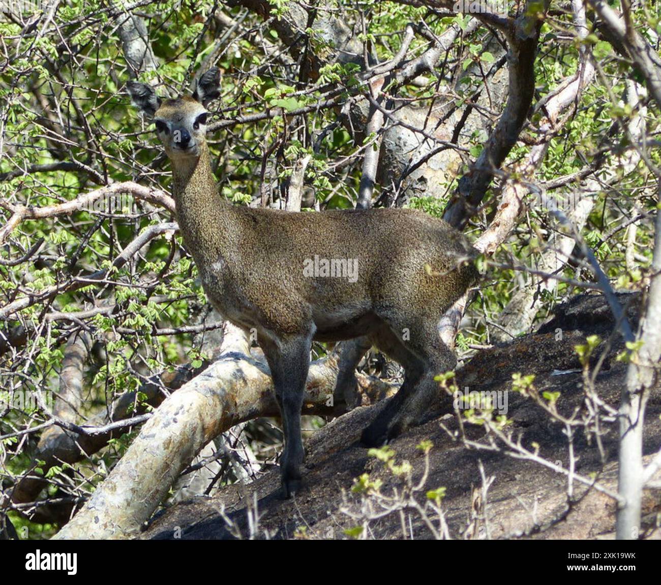 Klipspringer (Oreotragus oreotragus) Mammalia Stock Photo - Alamy
