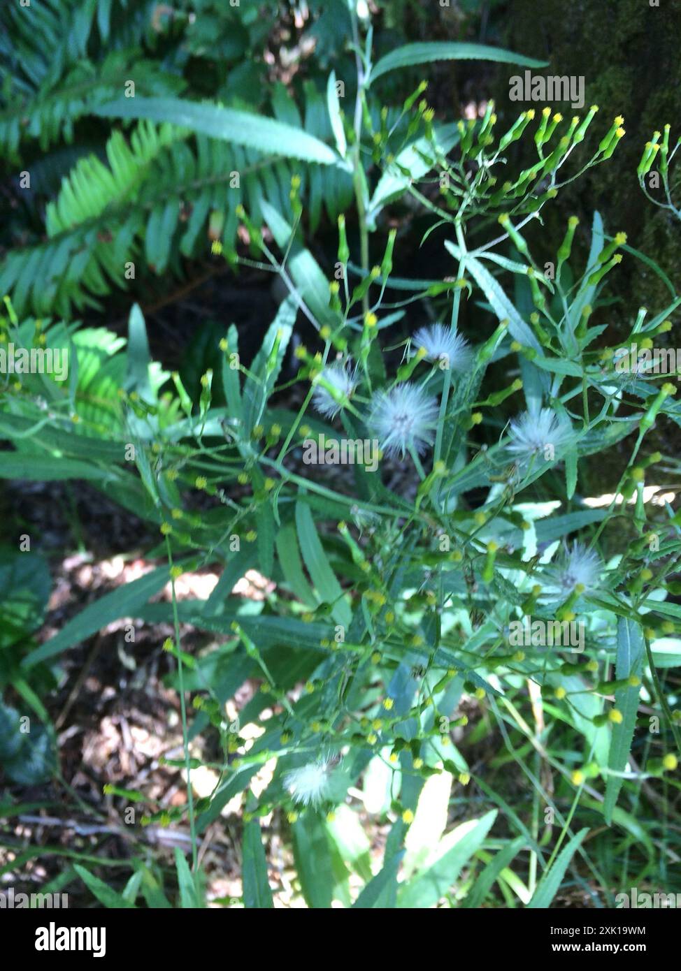 Senecio minimus hi-res stock photography and images - Alamy