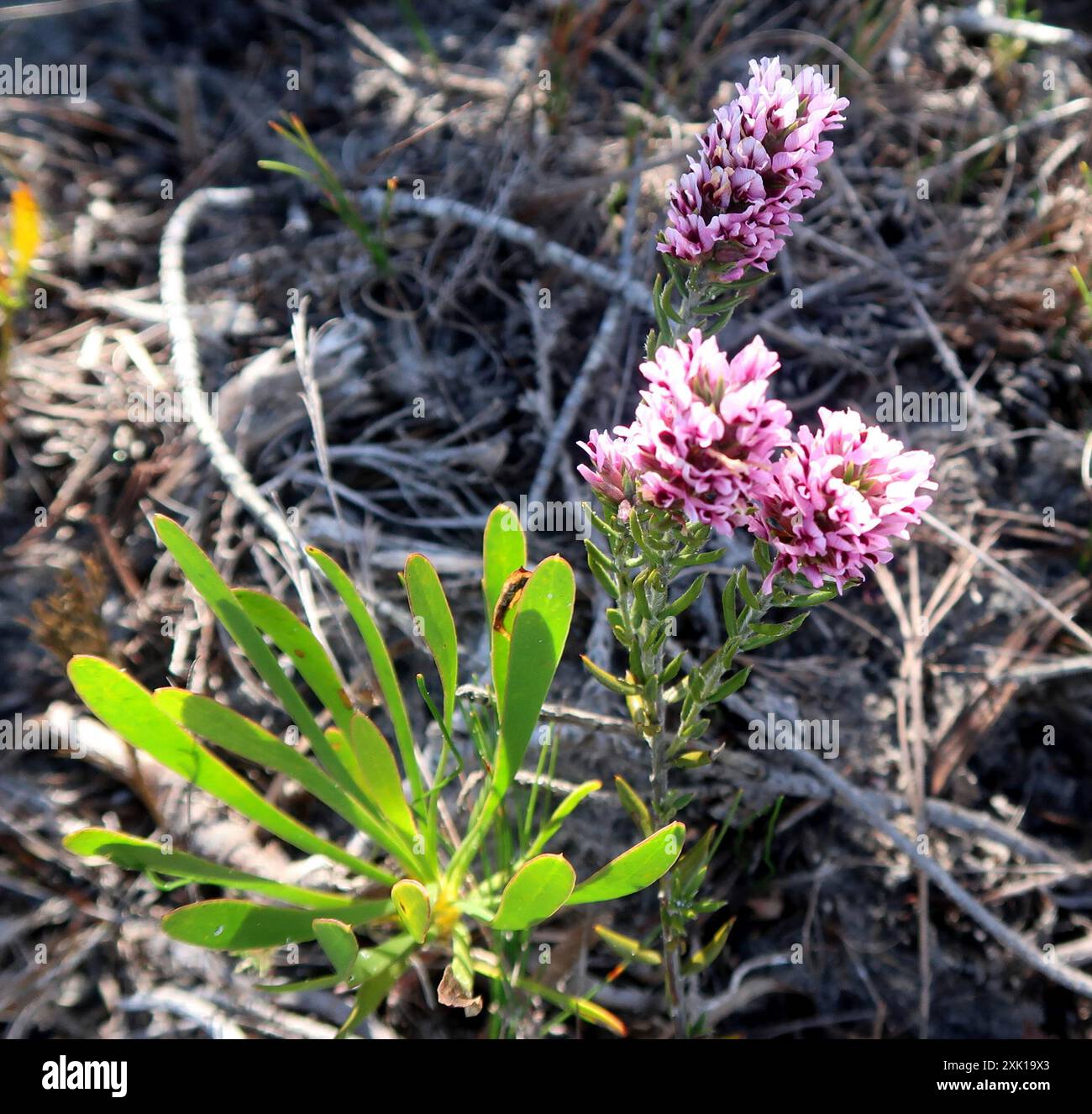 Ericoid Amphithalea (Amphithalea ericifolia) Plantae Stock Photo - Alamy