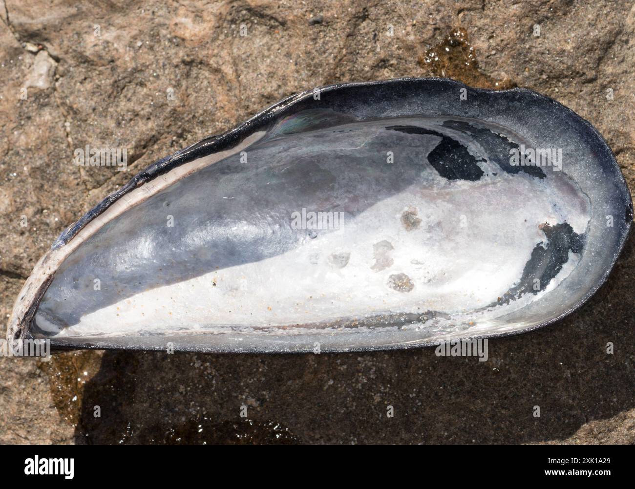 California Mussel (Mytilus californianus) Mollusca Stock Photo - Alamy