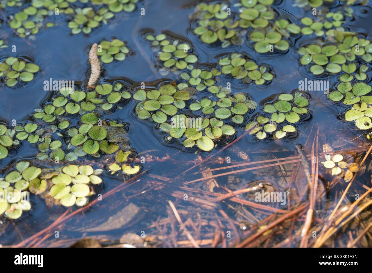 water spangles (Salvinia minima) Plantae Stock Photo - Alamy