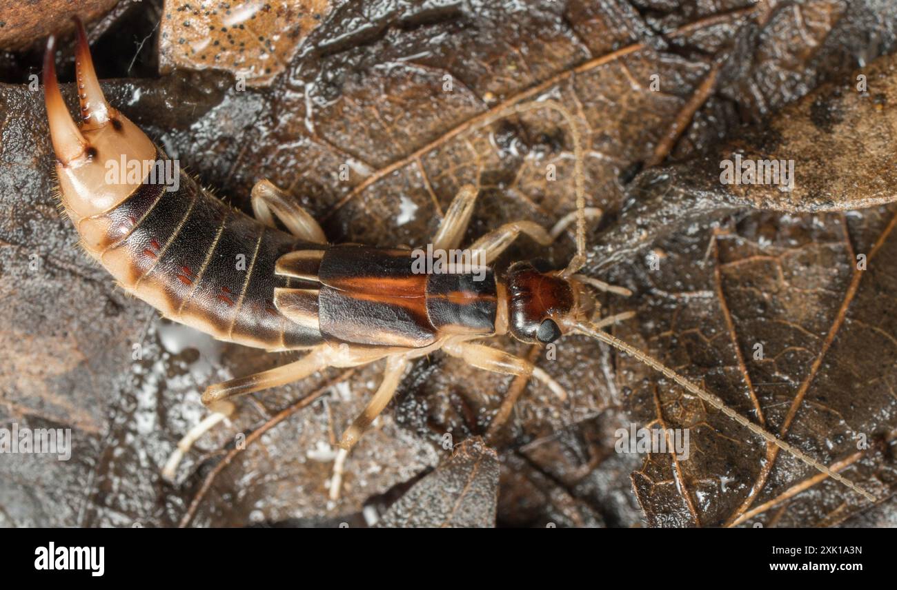 Labidura riparia hi-res stock photography and images - Alamy