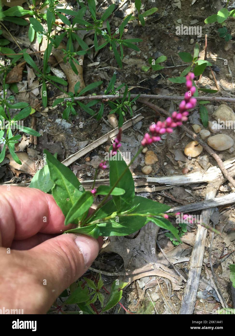 low smartweed (Persicaria longiseta) Plantae Stock Photo - Alamy