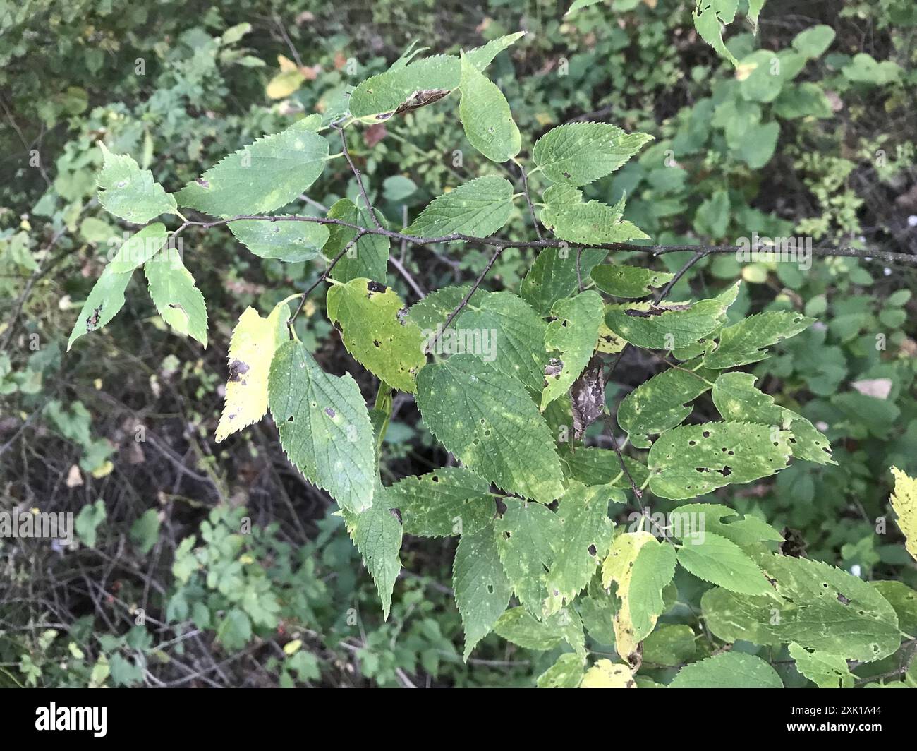 common hackberry (Celtis occidentalis) Plantae Stock Photo - Alamy