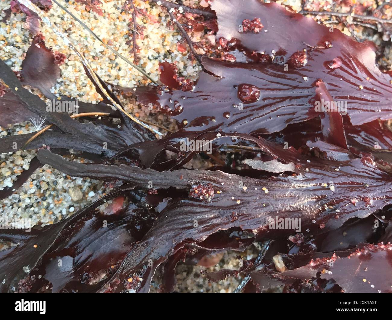 Grape Tongue (Cryptopleura ruprechtiana) Plantae Stock Photo - Alamy