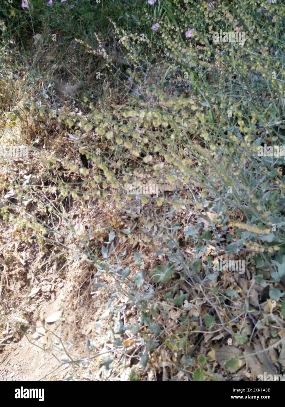 Indurate Sorrel (Rumex induratus) Plantae Stock Photo - Alamy