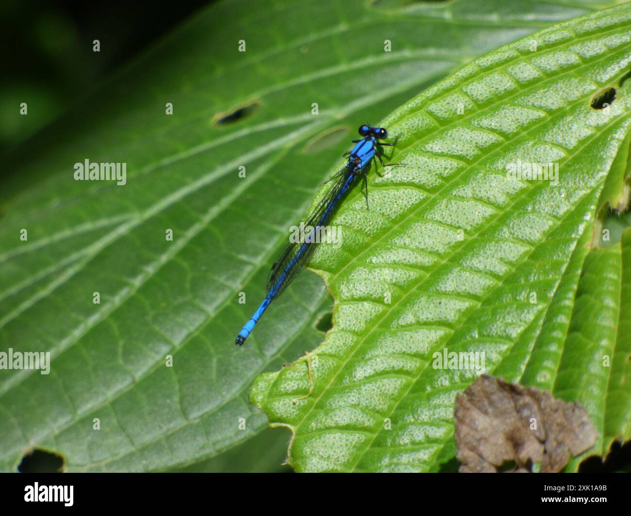 Damselflies (Zygoptera) Insecta Stock Photo - Alamy