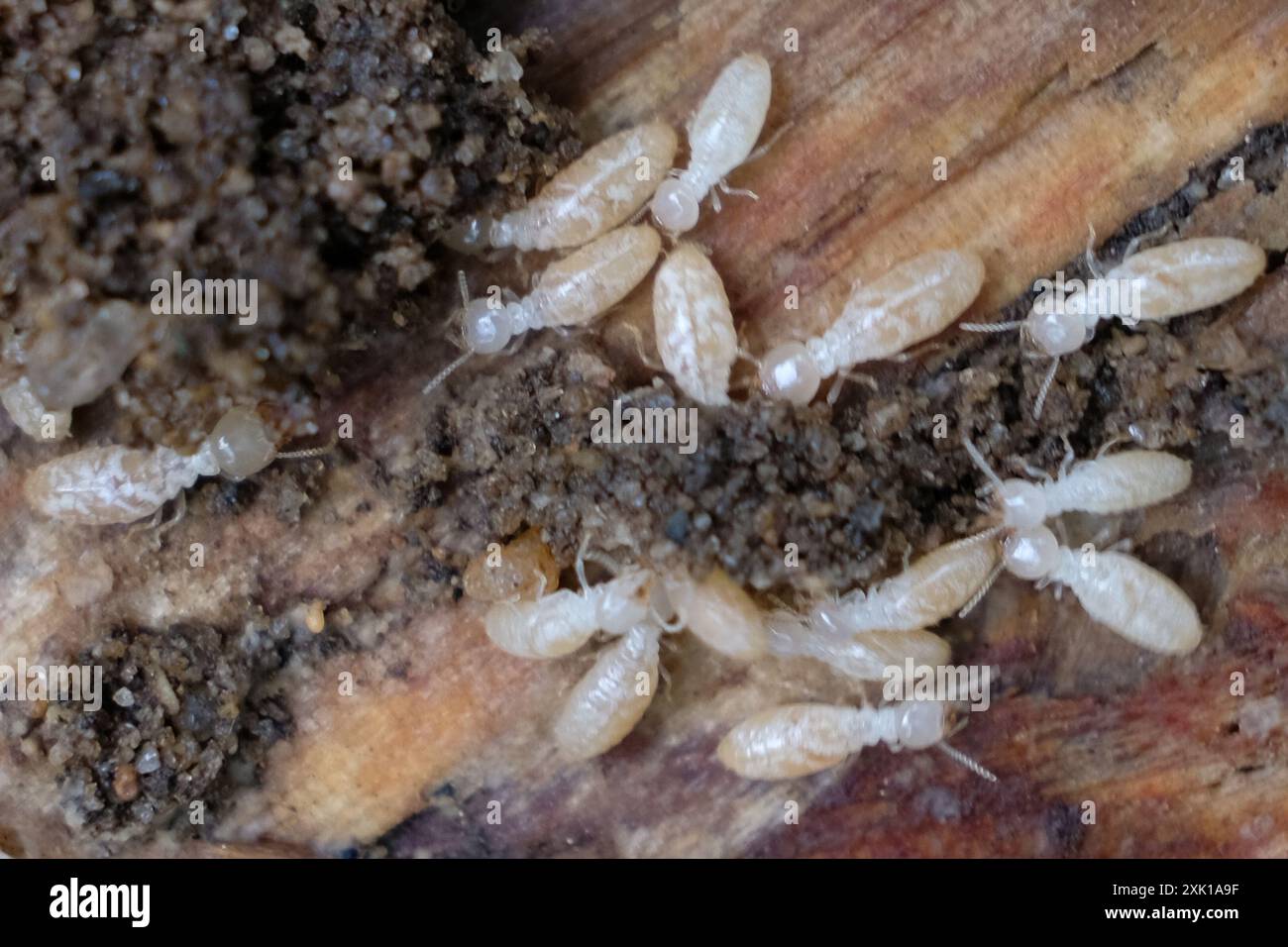 Eastern Subterranean Termite (Reticulitermes flavipes) Insecta Stock ...