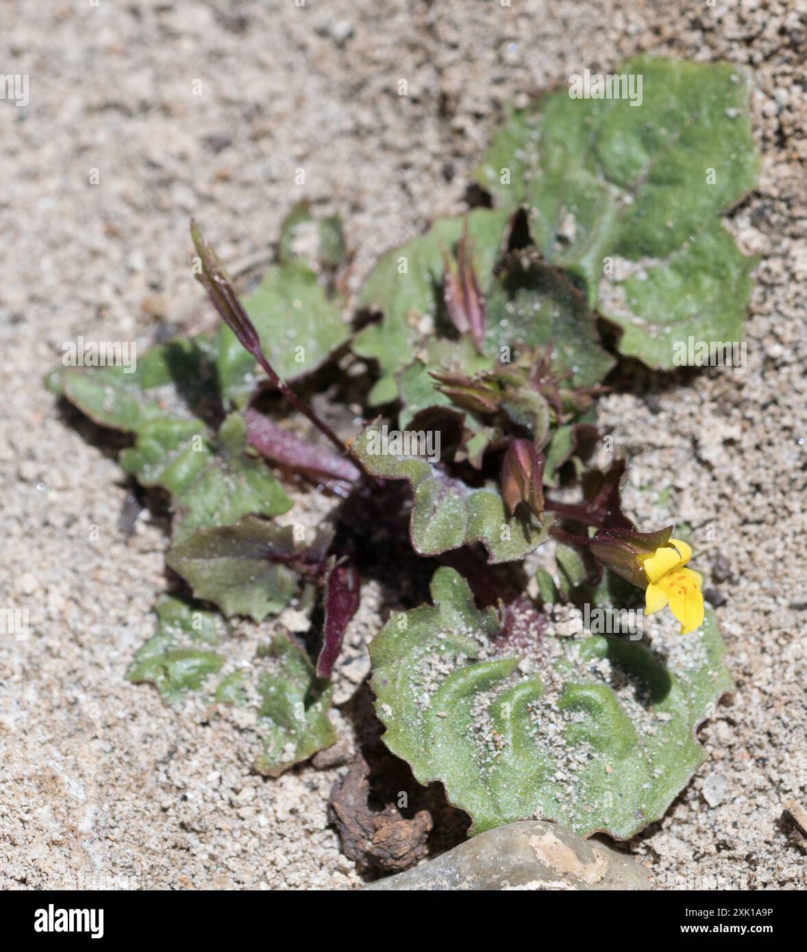 shy monkeyflower (Erythranthe nasuta) Plantae Stock Photo - Alamy