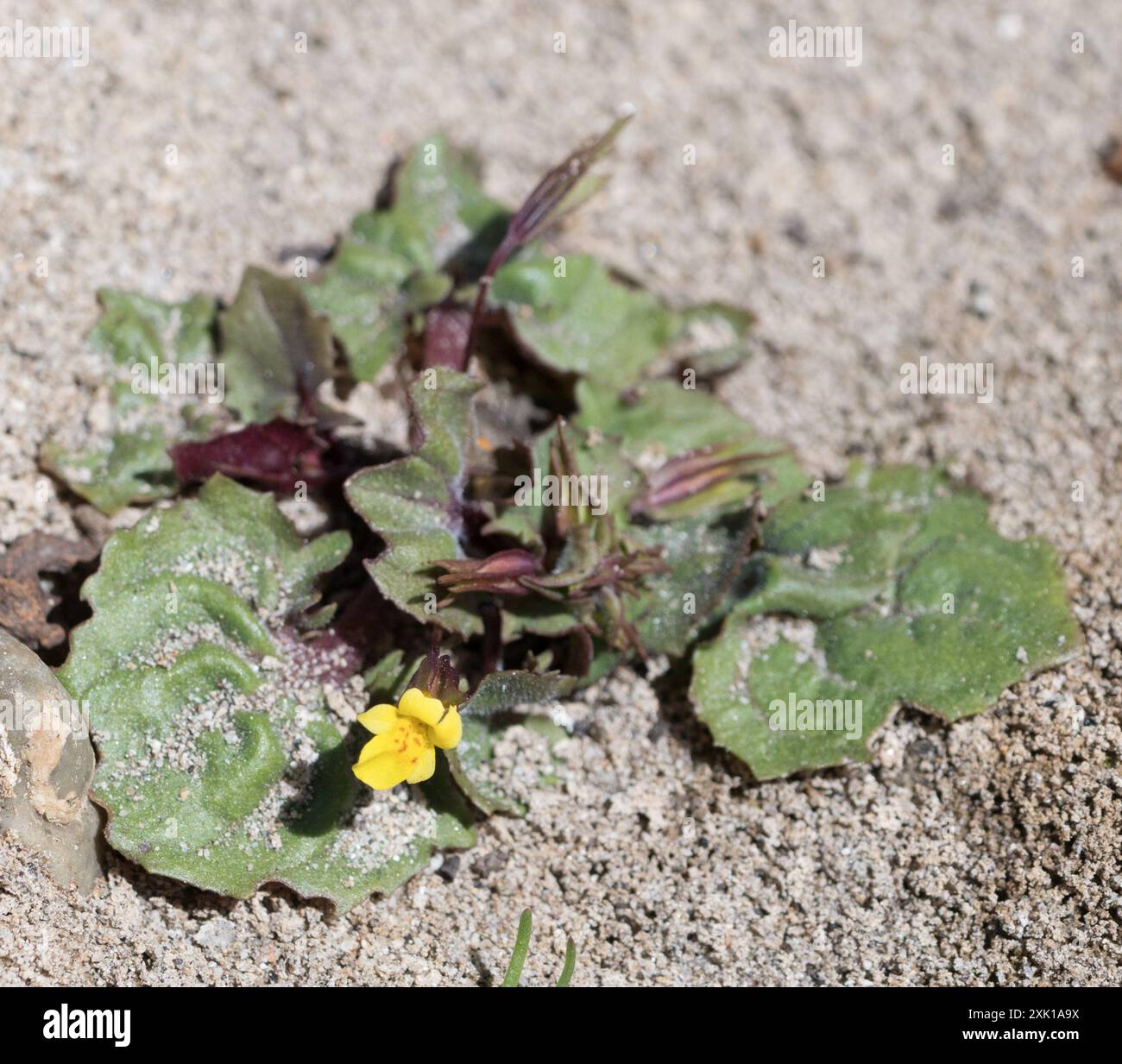 shy monkeyflower (Erythranthe nasuta) Plantae Stock Photo - Alamy