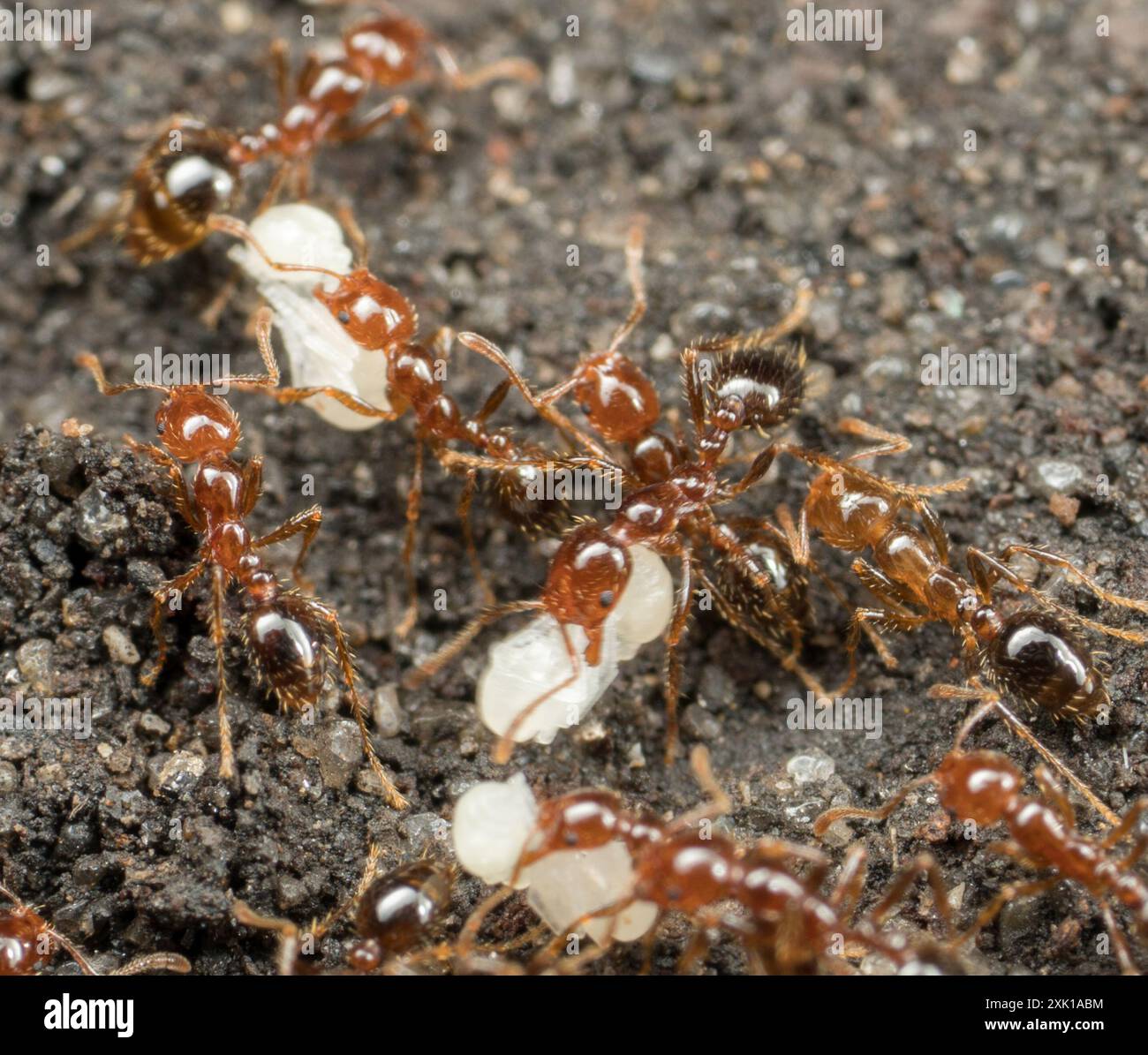 Red Imported Fire Ant (Solenopsis invicta) Insecta Stock Photo - Alamy