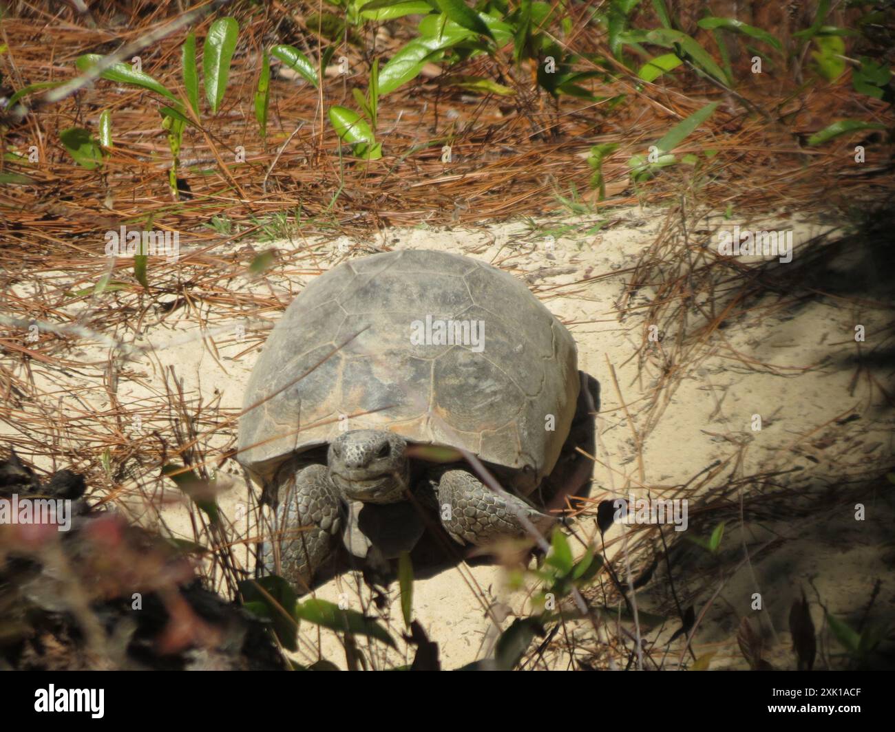Gopher apple (Geobalanus oblongifolius) Plantae Stock Photo - Alamy