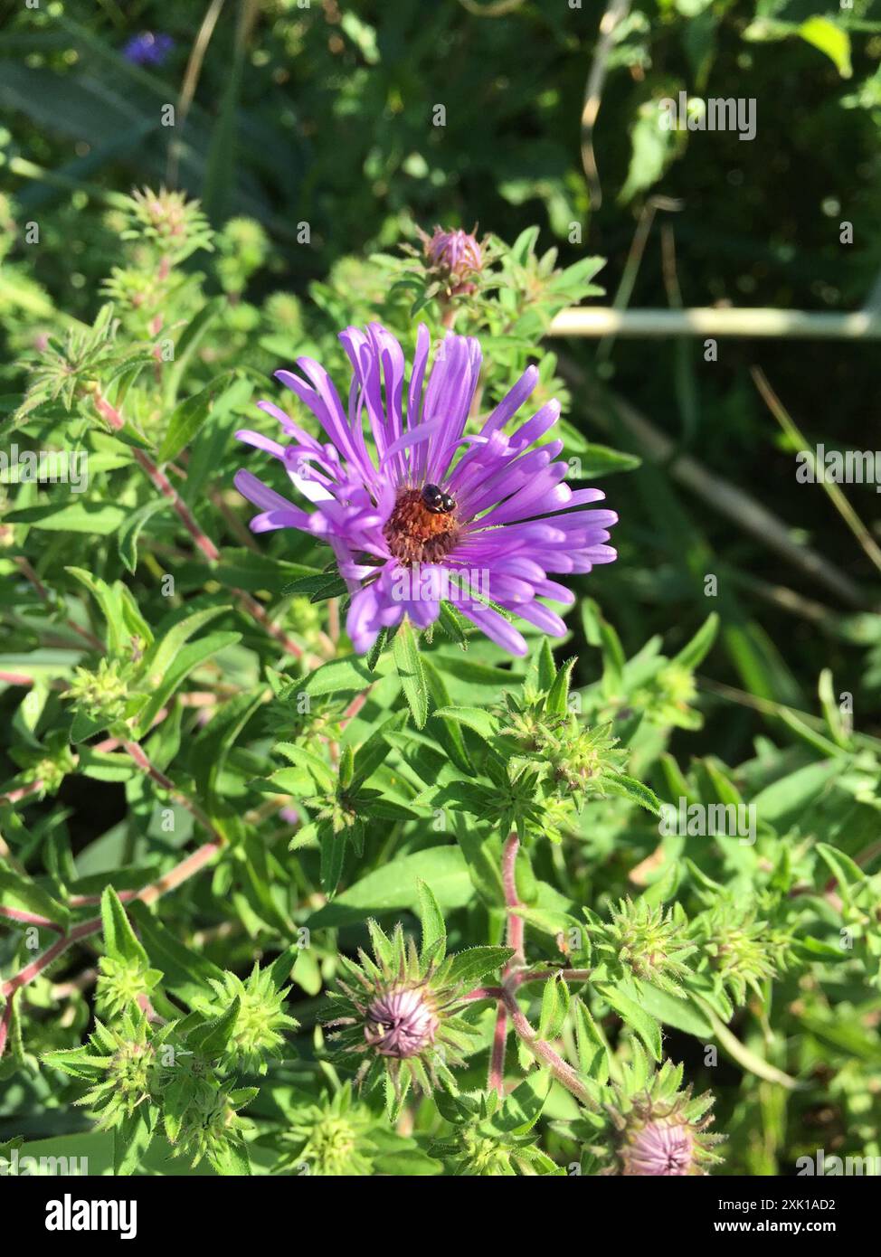 New England aster (Symphyotrichum novae-angliae) Plantae Stock Photo ...