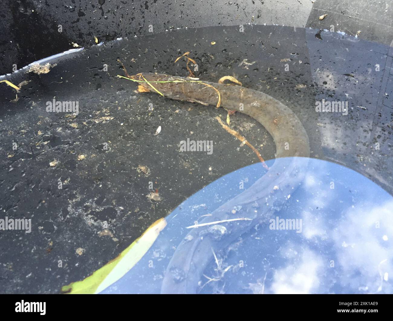 Short-finned Eel (Anguilla australis) Actinopterygii Stock Photo - Alamy