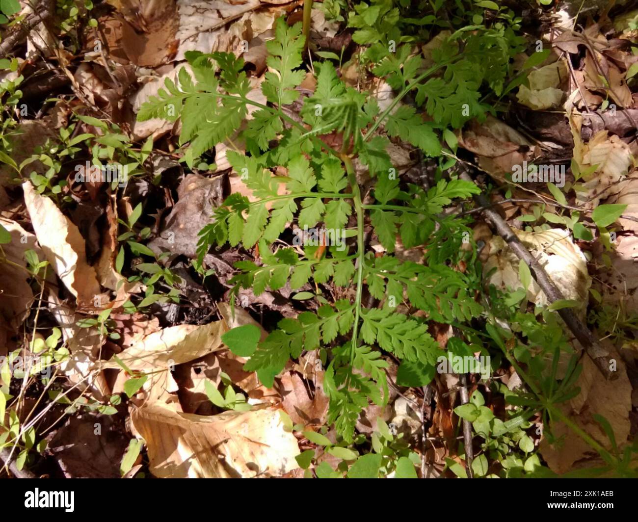 rattlesnake fern (Botrypus virginianus) Plantae Stock Photo - Alamy
