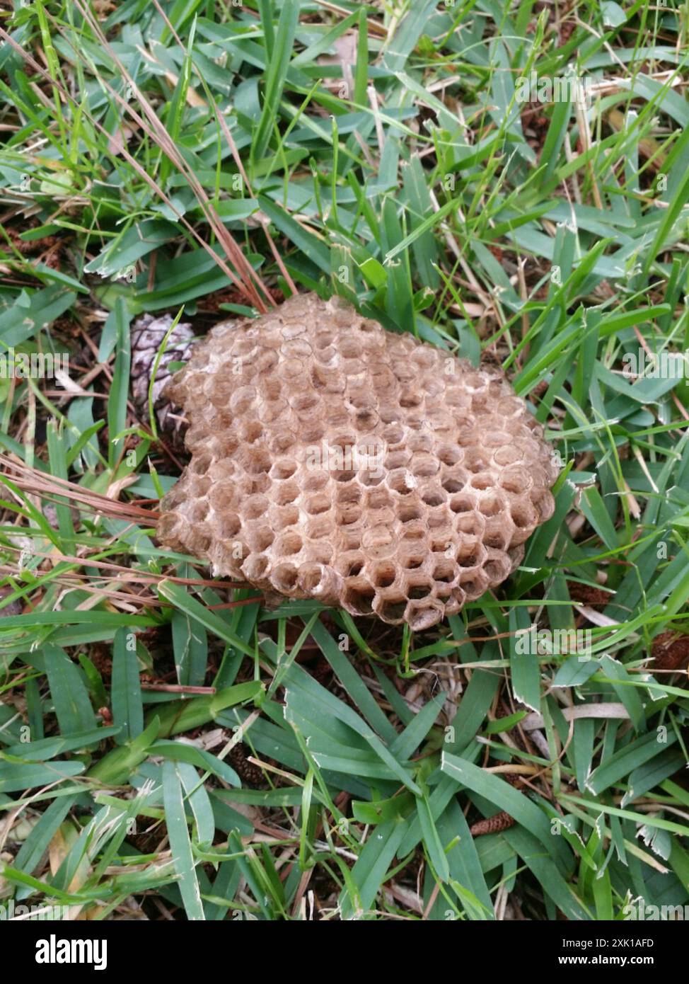 Paper Wasps (Polistinae) Insecta Stock Photo - Alamy