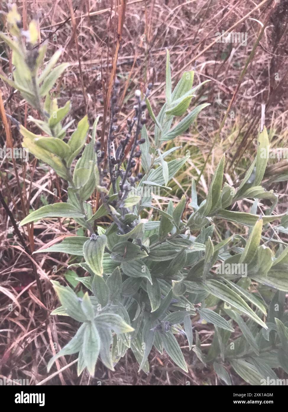 stoneseeds, puccoons, and gromwells (Lithospermum) Plantae Stock Photo ...