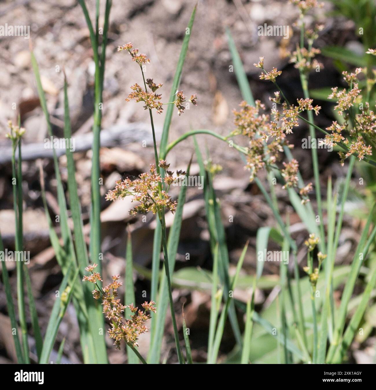 monocots (Liliopsida) Plantae Stock Photo - Alamy