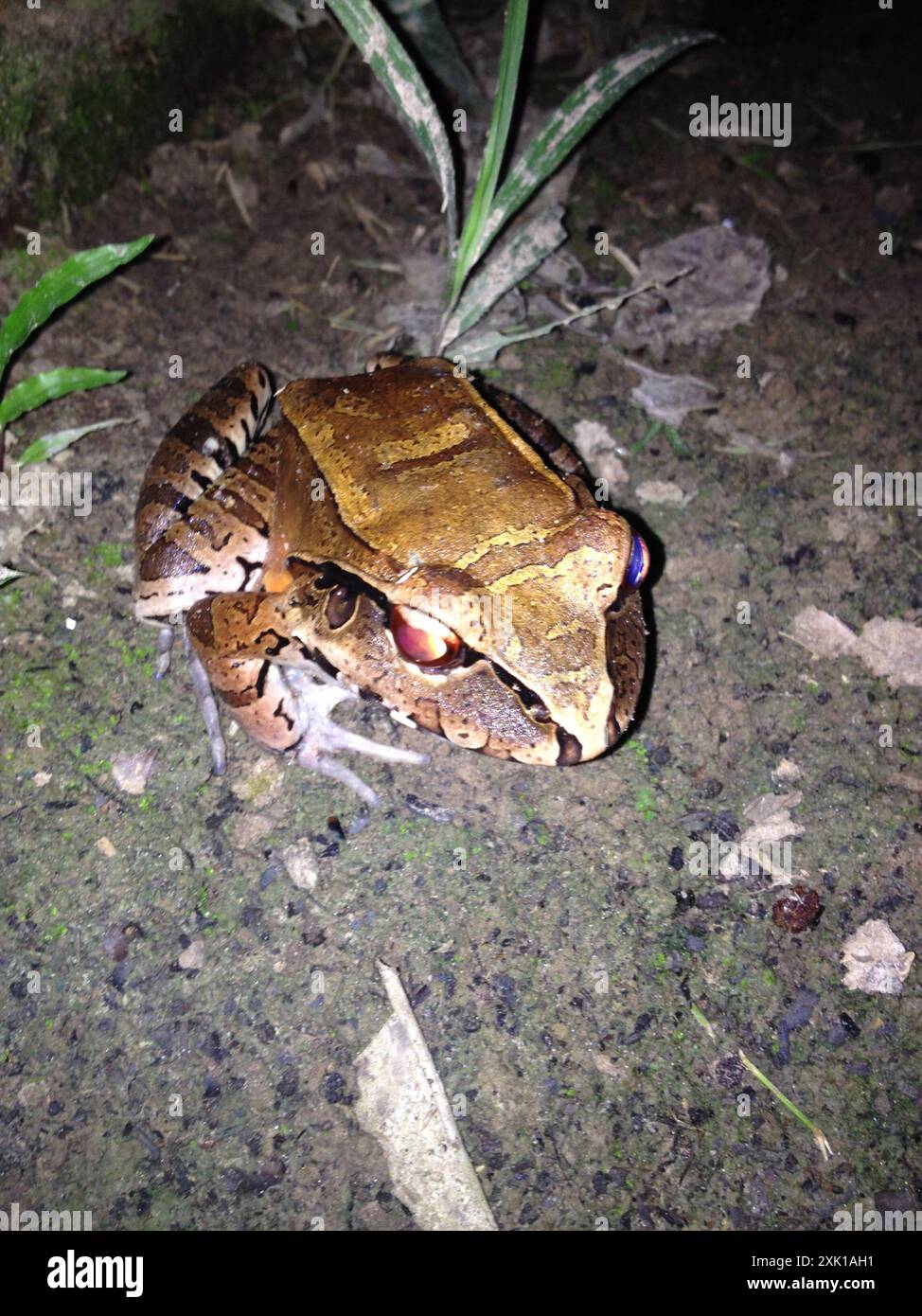 Smoky Jungle Frog (Leptodactylus pentadactylus) Amphibia Stock Photo ...