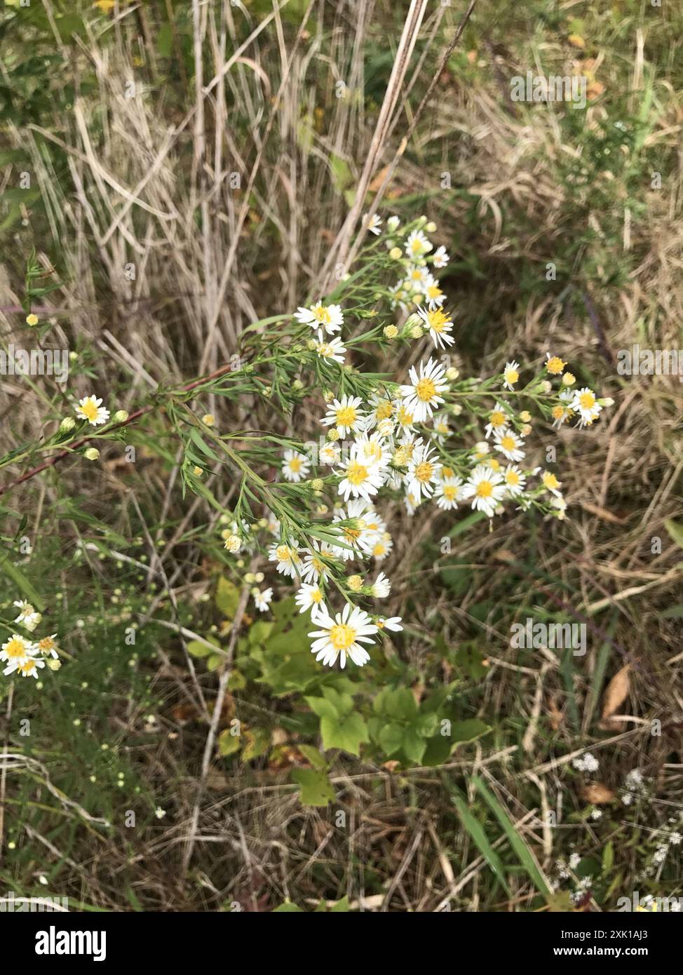 hairy white oldfield aster (Symphyotrichum pilosum) Plantae Stock Photo ...
