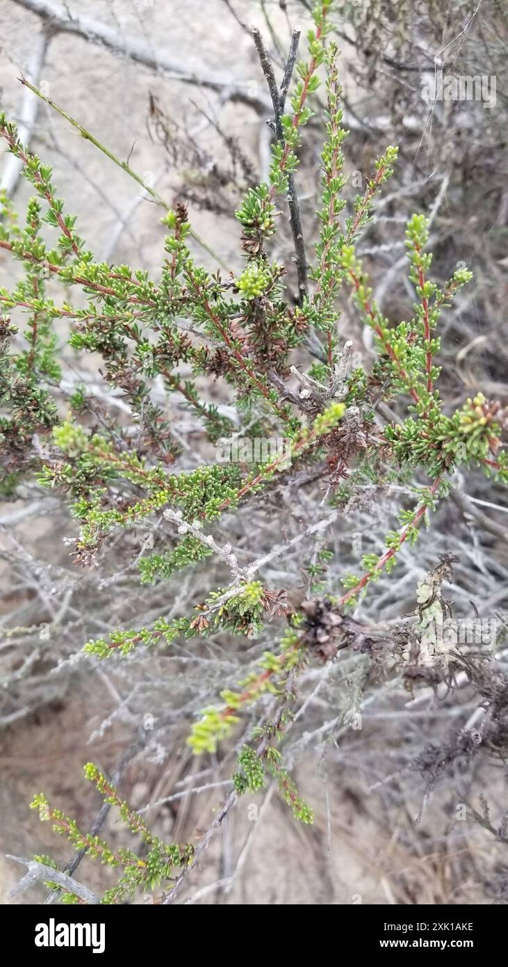 chamise (Adenostoma fasciculatum) Plantae Stock Photo - Alamy