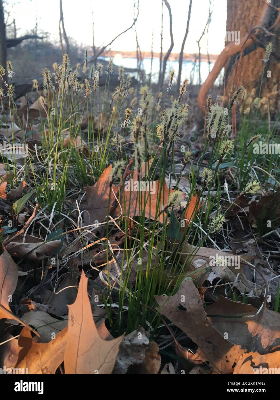 Pennsylvania sedge (Carex pensylvanica) Plantae Stock Photo - Alamy