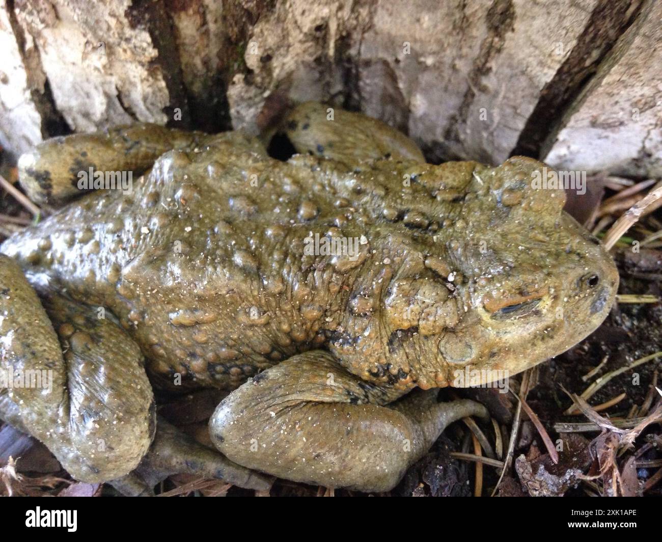 Western Toad (Anaxyrus boreas) Amphibia Stock Photo - Alamy