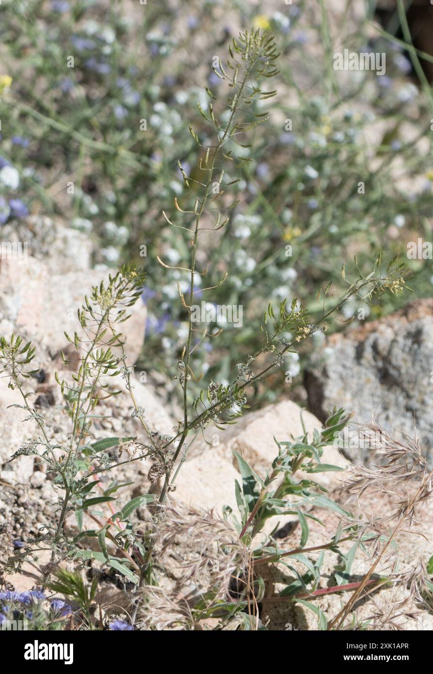 mustard family (Brassicaceae) Plantae Stock Photo - Alamy