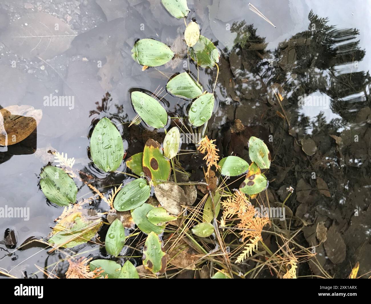 floating-leaved pondweed (Potamogeton natans) Plantae Stock Photo - Alamy