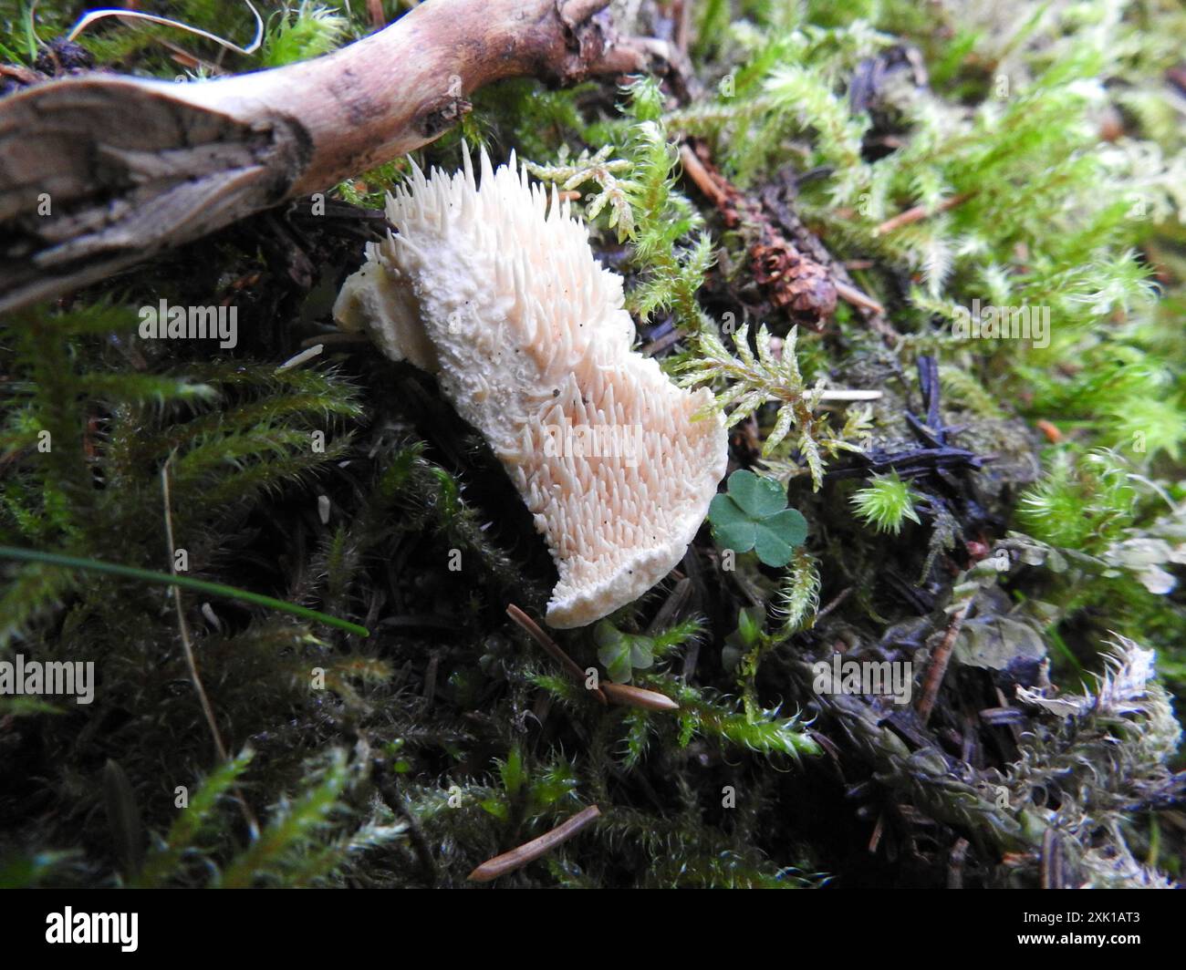 Wood Hedgehog (Hydnum repandum) Fungi Stock Photo - Alamy