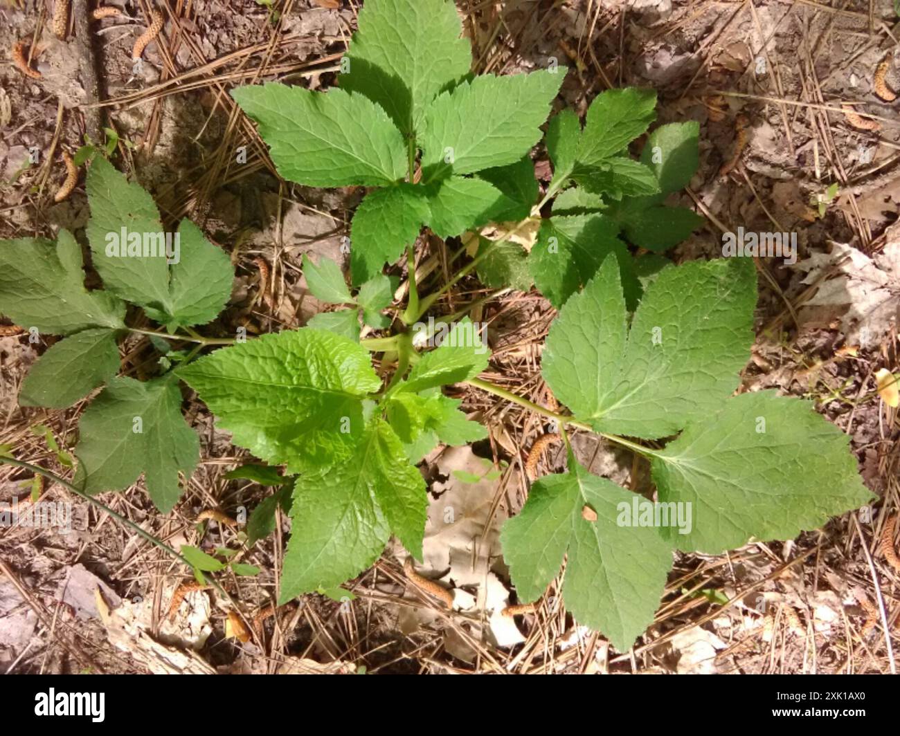 Black Snakeroot (Sanicula canadensis) Plantae Stock Photo - Alamy