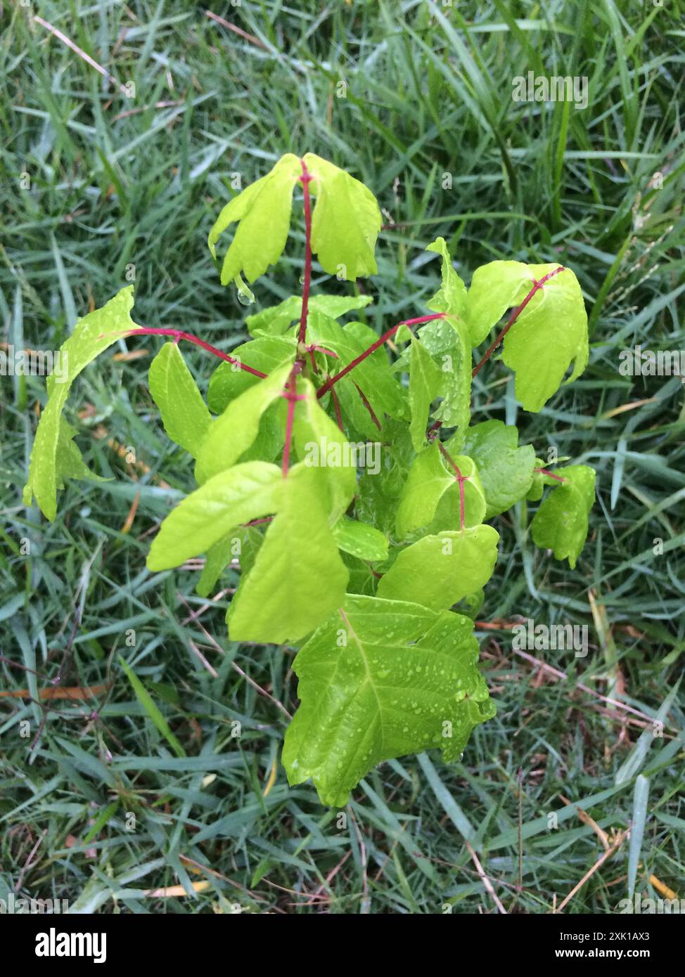 box elder (Acer negundo) Plantae Stock Photo - Alamy