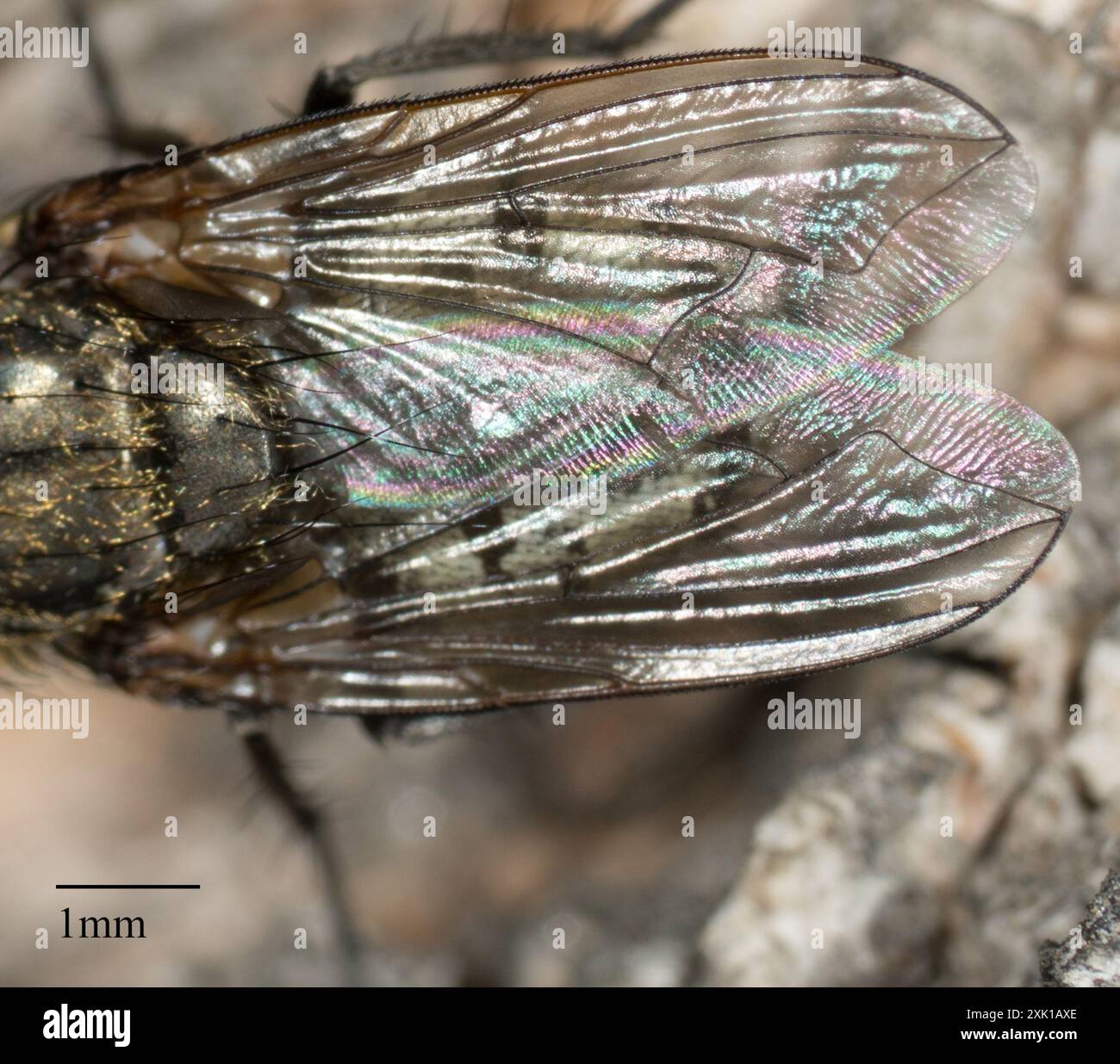 Cluster Flies (Pollenia) Insecta Stock Photo - Alamy